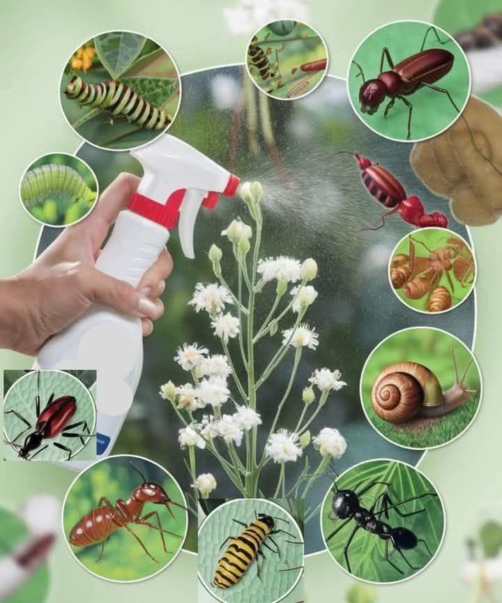 8 Powerful Natural Insecticides to Effectively Combat Your Stubborn ...