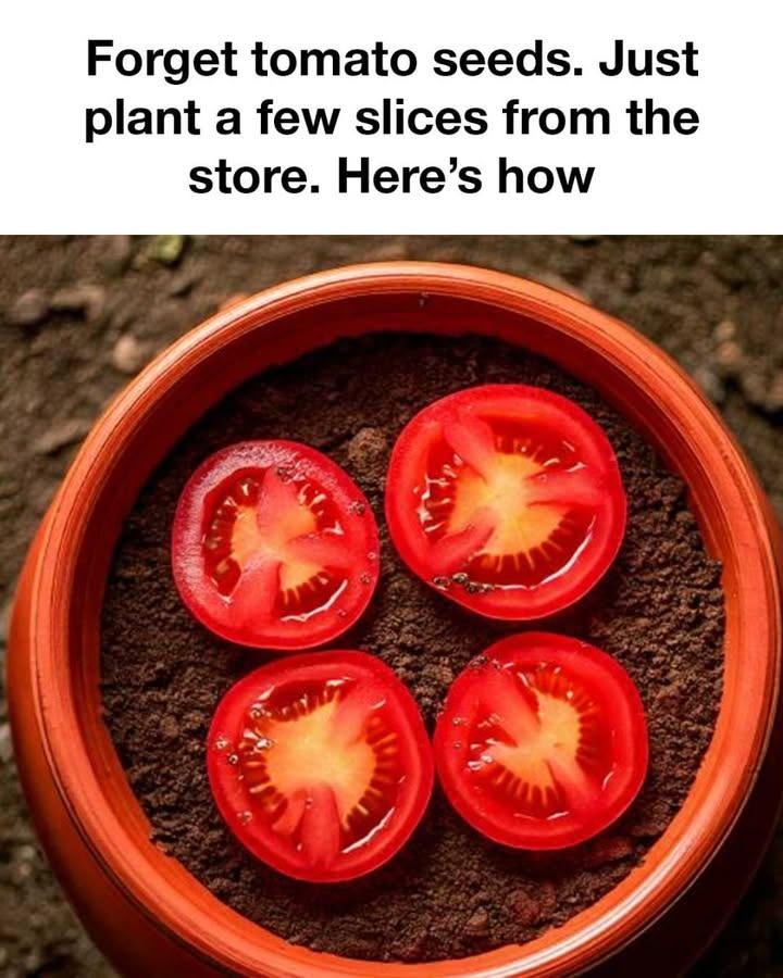 Forget tomato seeds. Just plant a few slices from the store. Here’s how ...